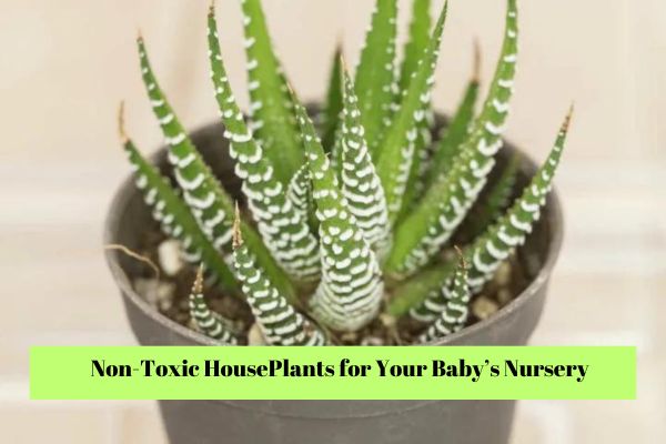 15 Best Non-Toxic HousePlants For Your Baby’s Nursery